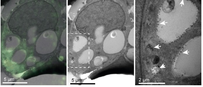 Correlative Imaging :: Electron Microscopy Center
